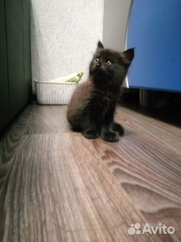 Кошечка в добрые руки