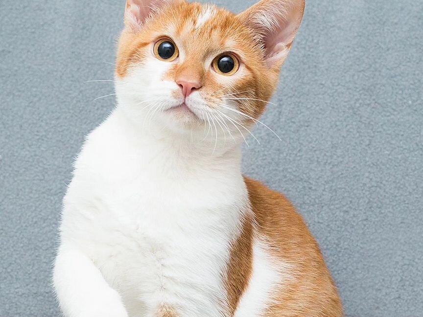 Рыжий котенок в добрые руки
