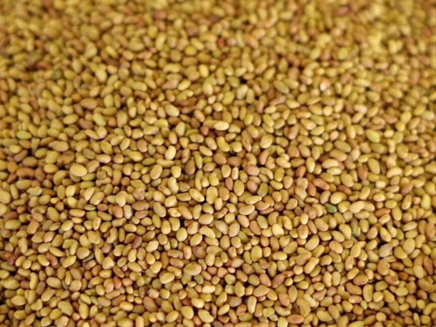 Семена люцерны