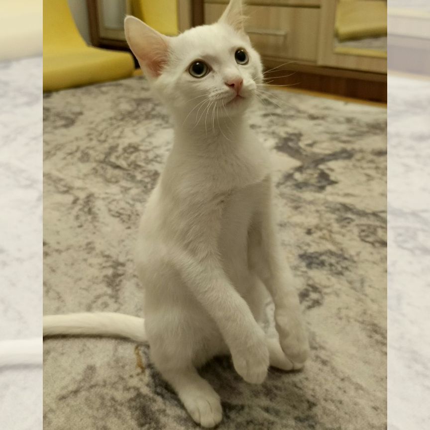 Анатолийская Котёнок в добрые руки