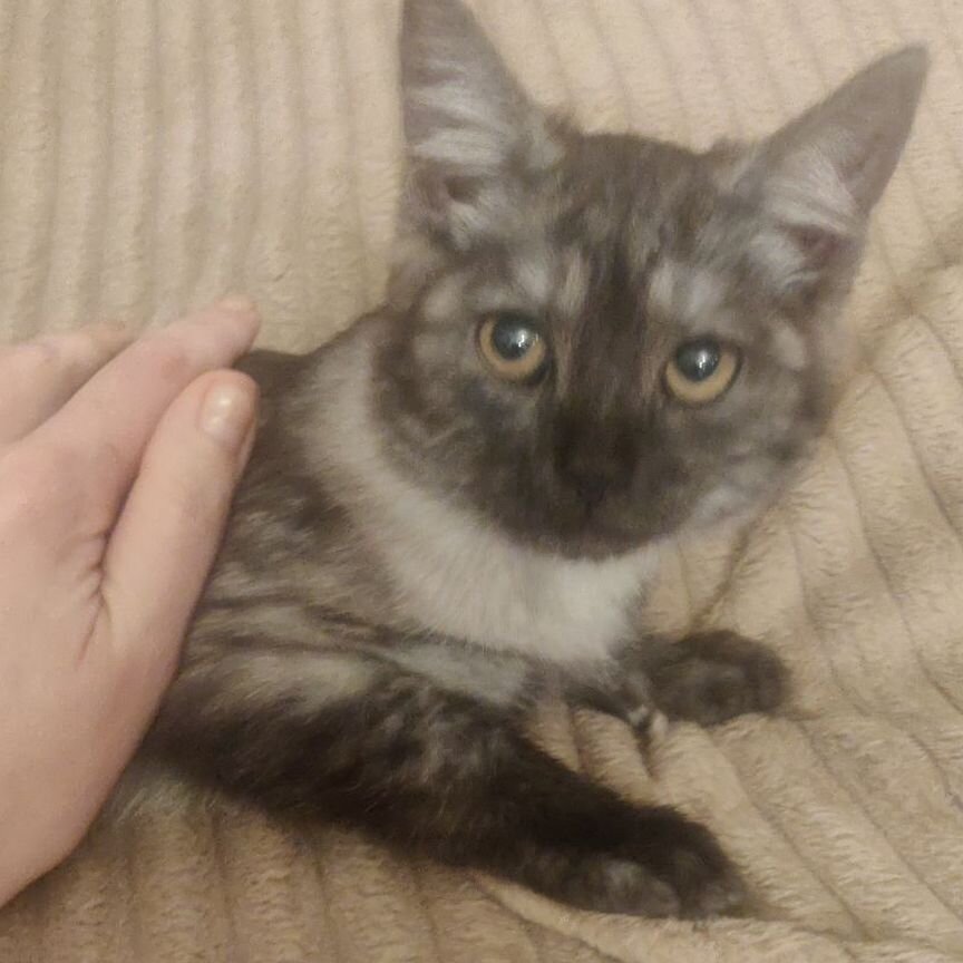 Котёнок от частного владельца