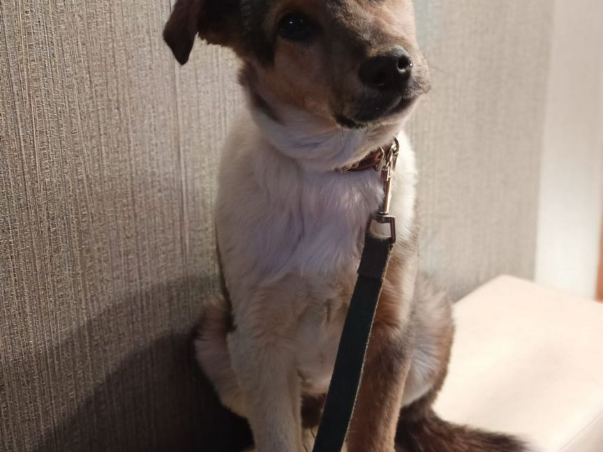 Умный и верный щенок