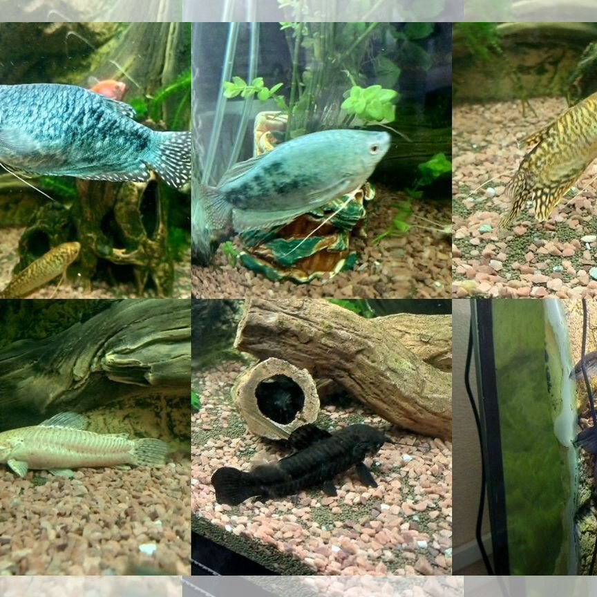 Аквариумные рыбки