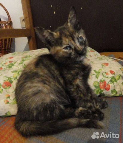 Котята