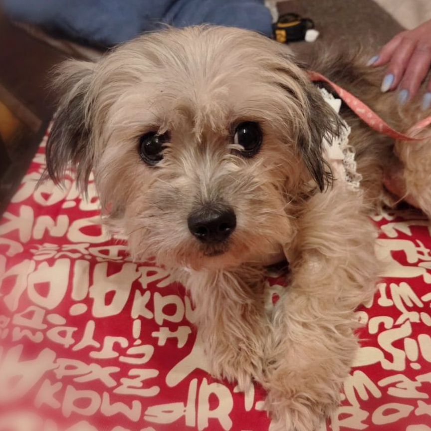 Взрослая собака в добрые руки