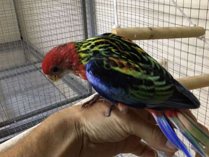 Ручные попугайчики розелла и корелла