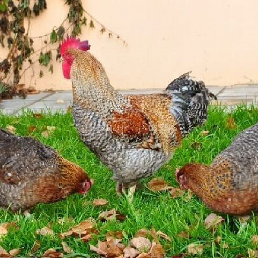 Инкубационное яйцо кур белефельдер