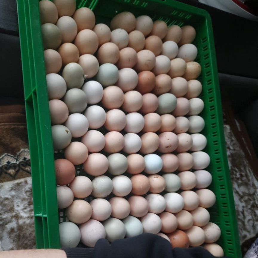 Инкубационное яйцо кур несушек