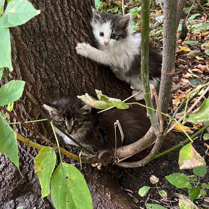 Котята ищут дом