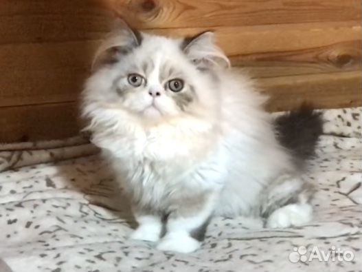 Очаровашки котята, мальчики в Липецке