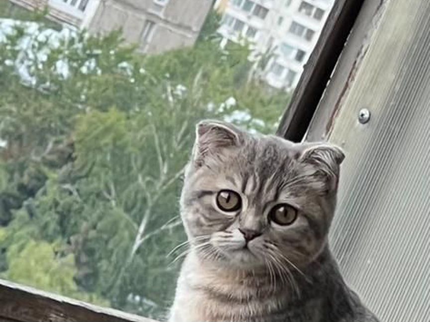 Шотландский котята в добрые руки