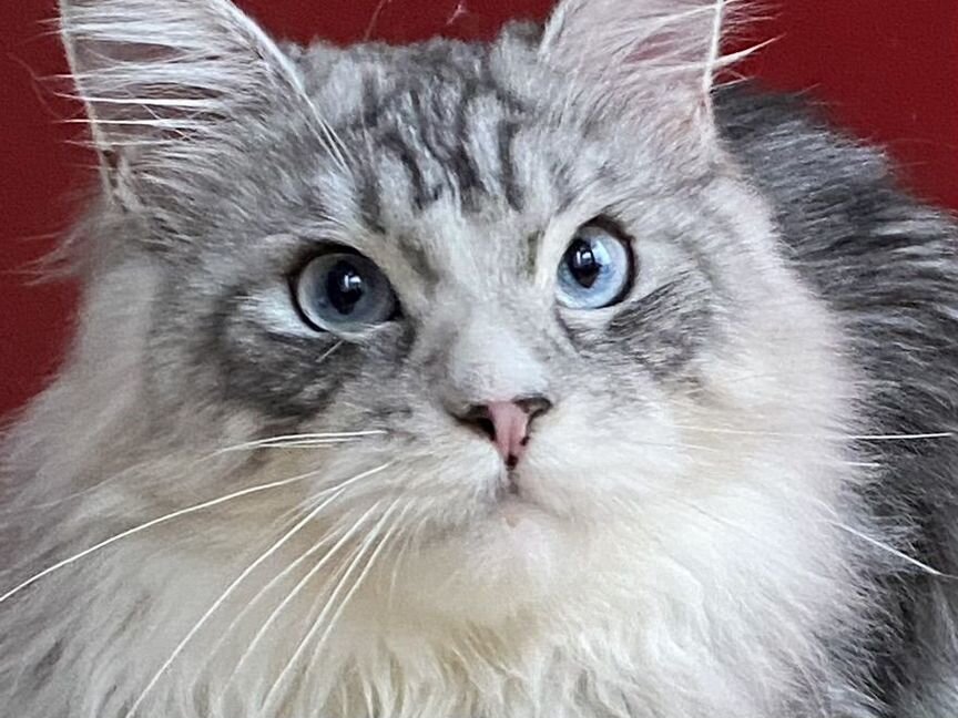 Эксклюзивчик