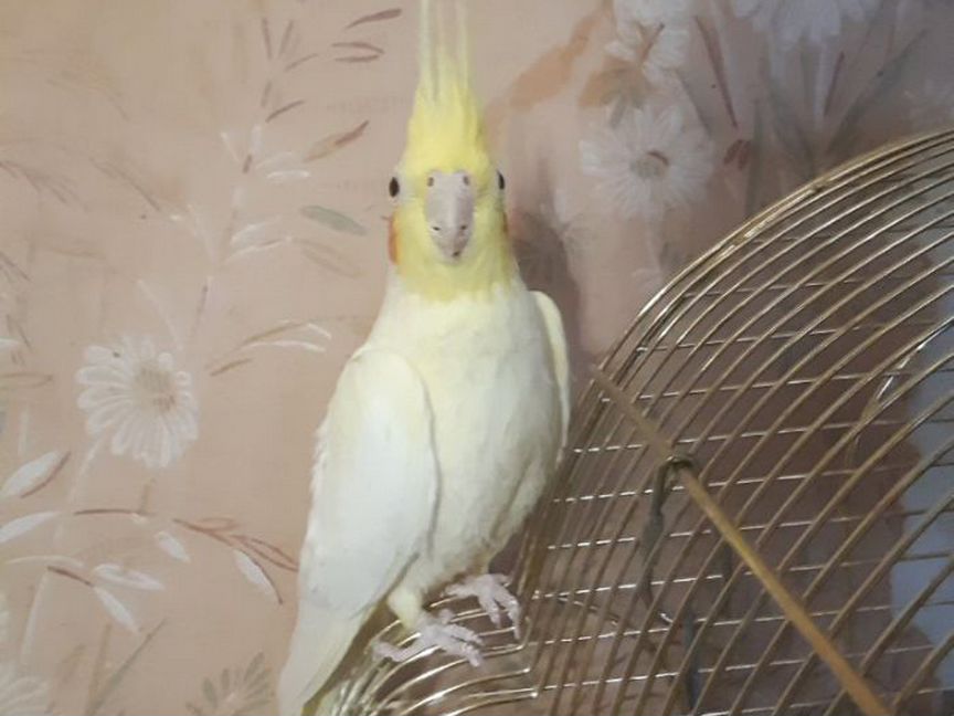 Попугай корелла