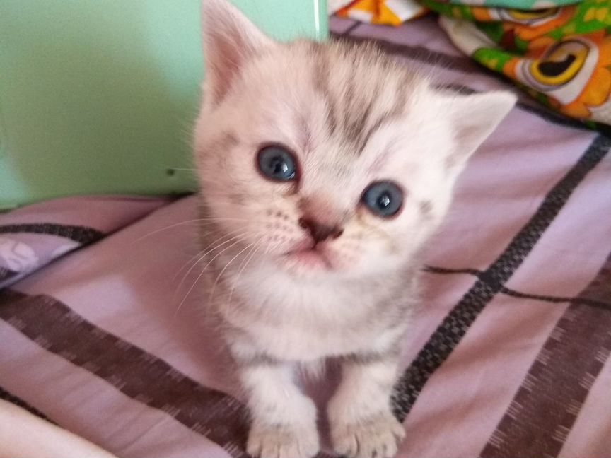 Шотландские котята