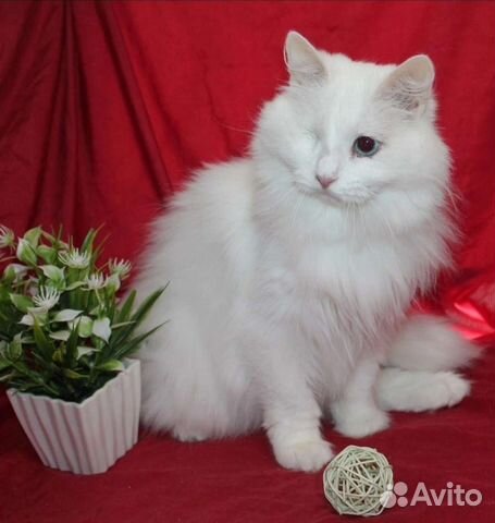 Замечательная кошка