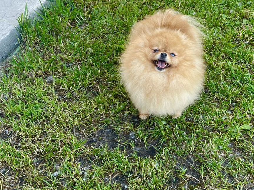 Пмеранский шпиц тип мишка