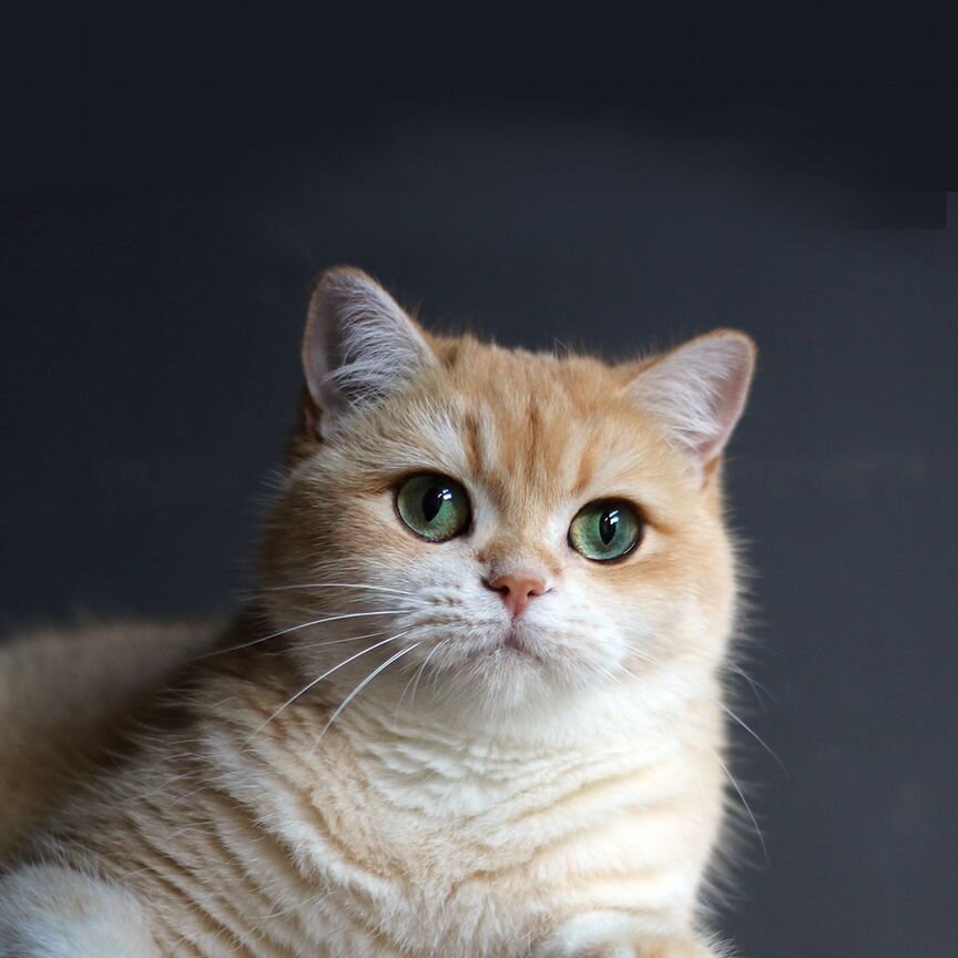 Британская кошечка из питомника