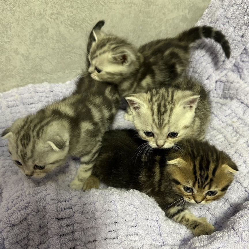Шотландский прямоухий короткошёрстный котёнок