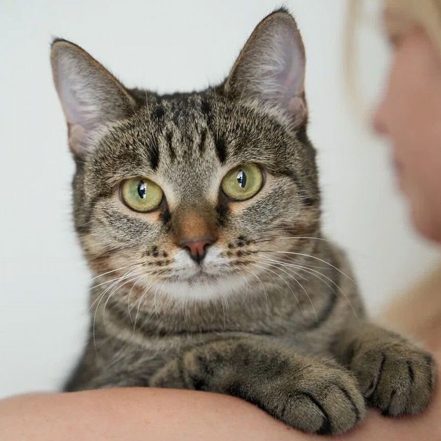 Ася в добрые руки