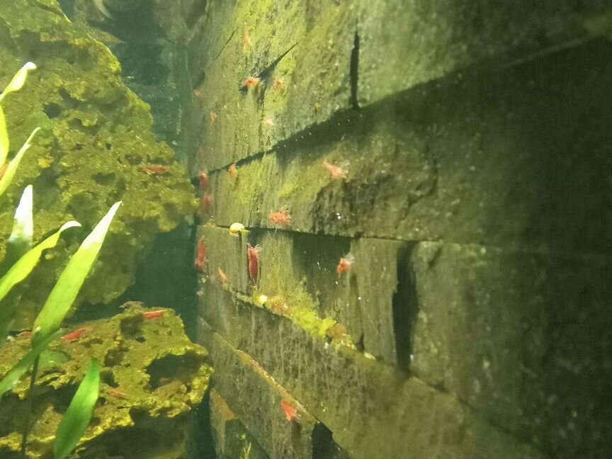 Креветки вишни