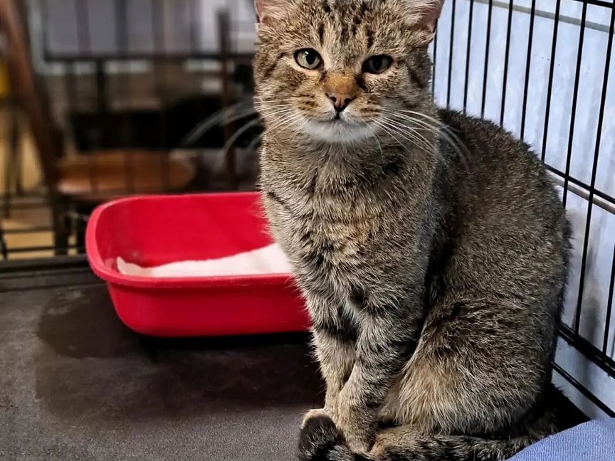 Спасшийся Кекс в добрые руки