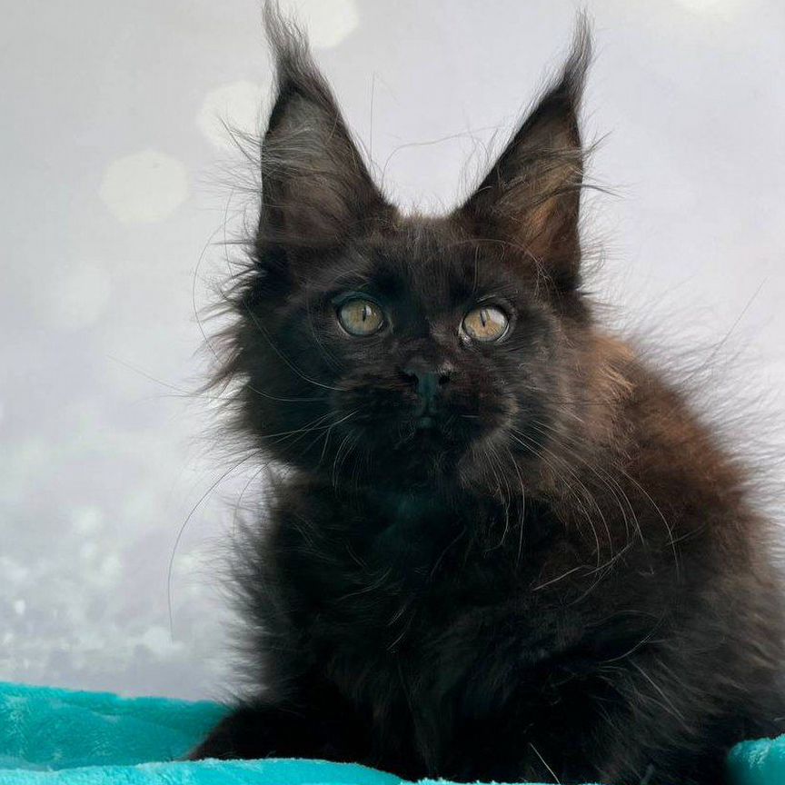 Черная девочка мейн-кун