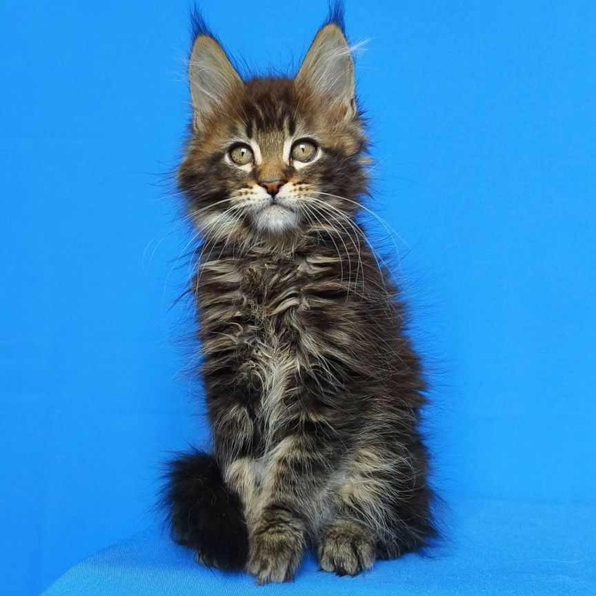 Мейн-кун котёнок