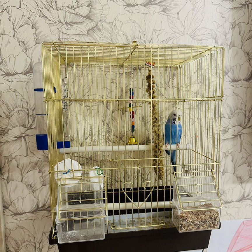 Волнистый попугай