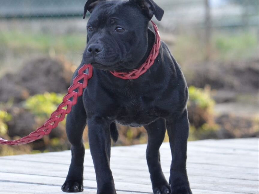 Стаффордширский бультерьер