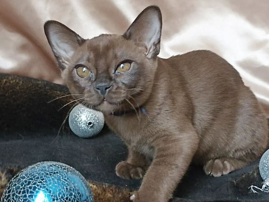 Бурманский котёнок