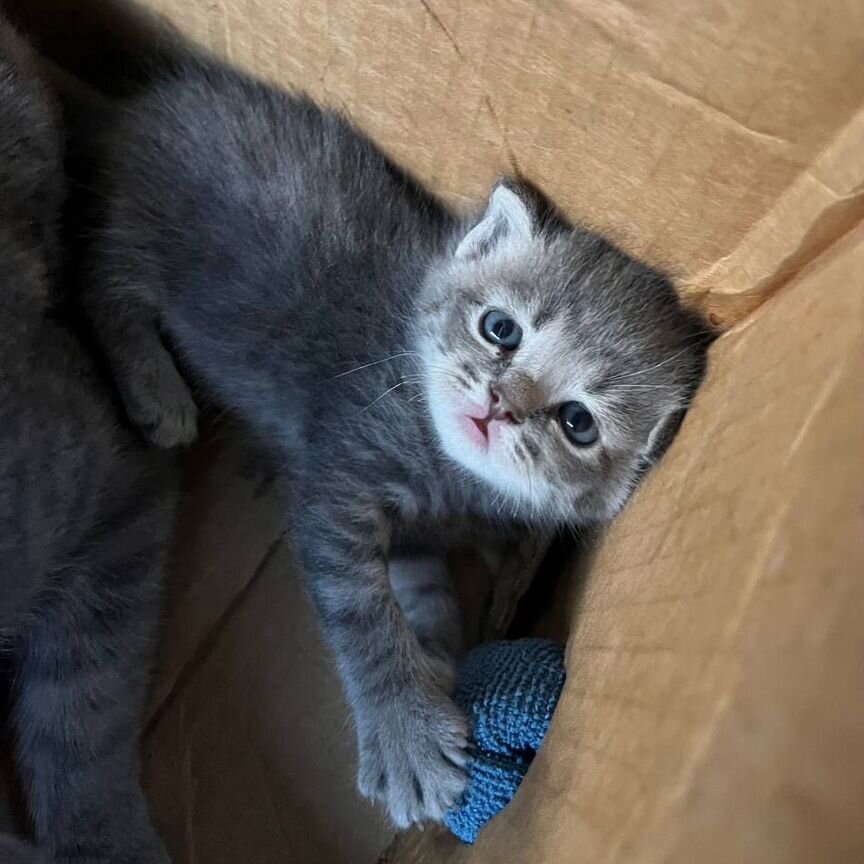 Шотландская