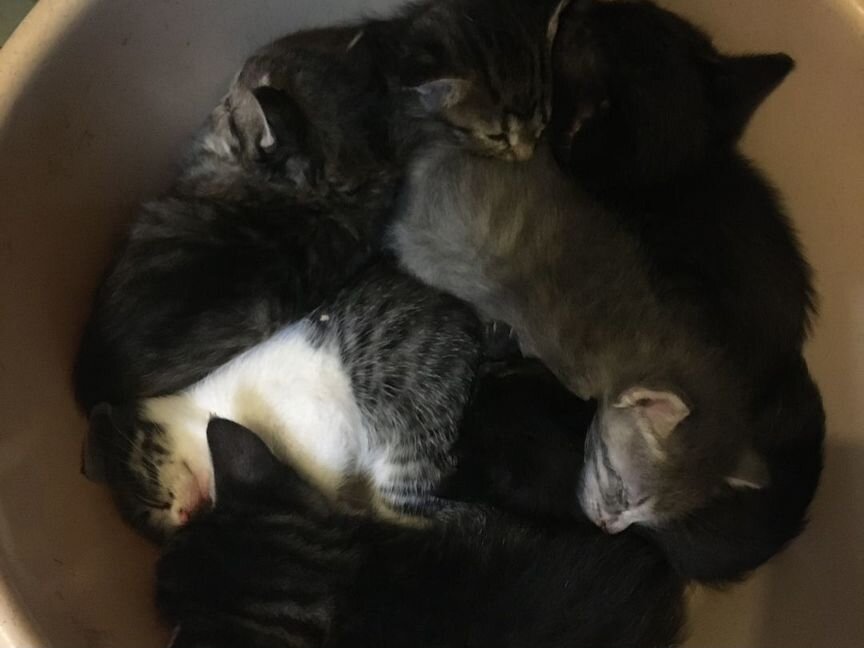 Хвостики котяток