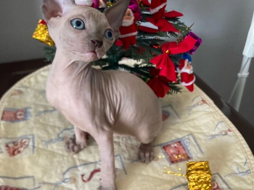 Канадский сфинкс котенок