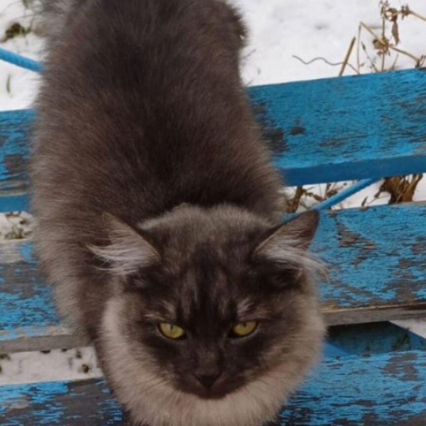 Кошка
