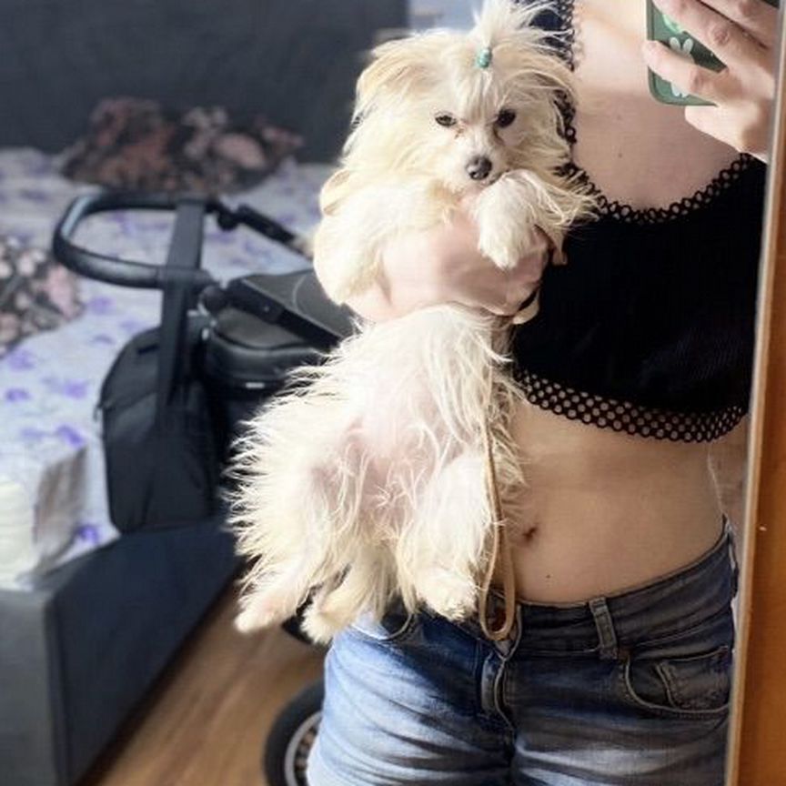 Мальтипу, щенок