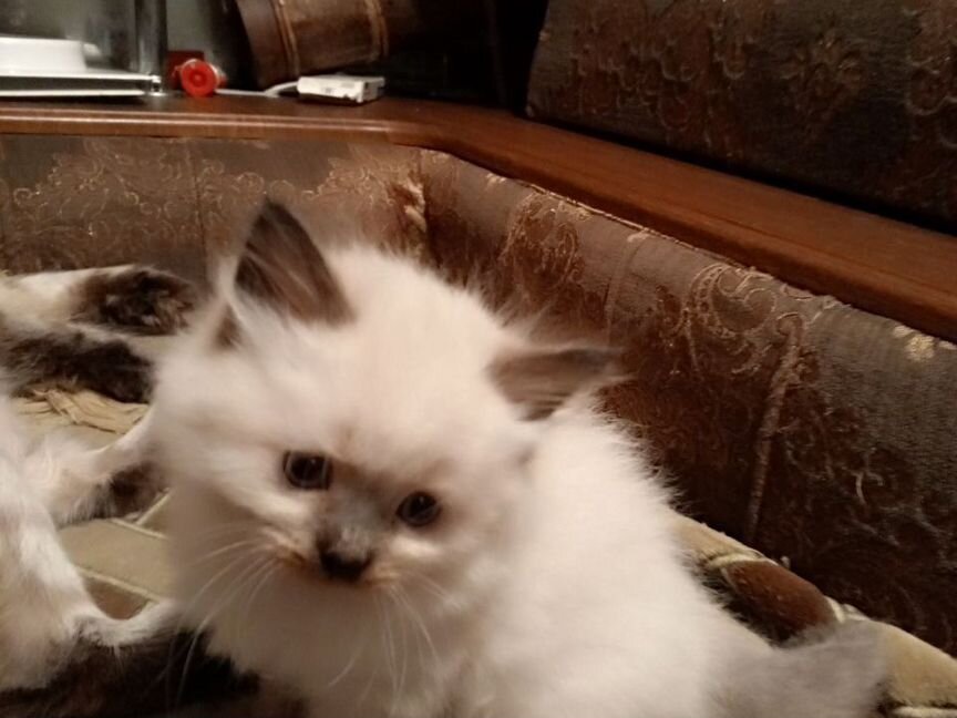 Колорные шотландцы