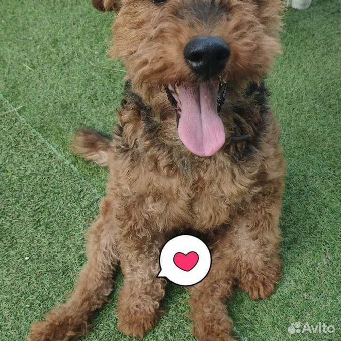 Вельштерьер