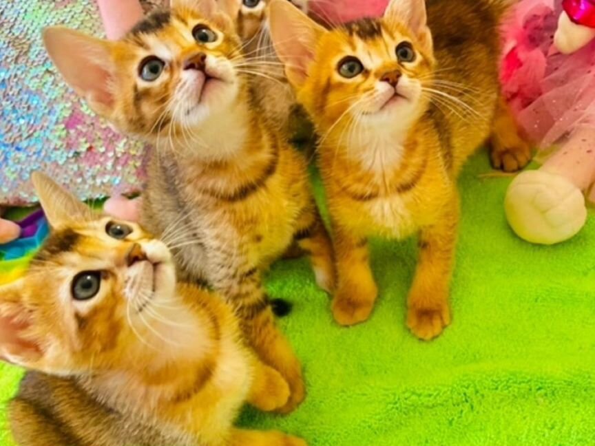 Котята