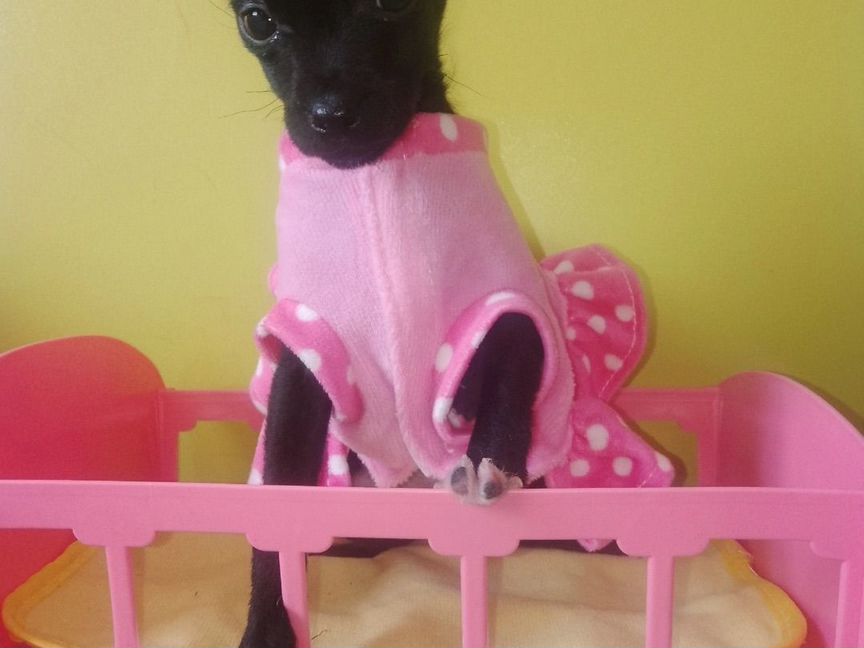 Чихуахуа оленьего типа