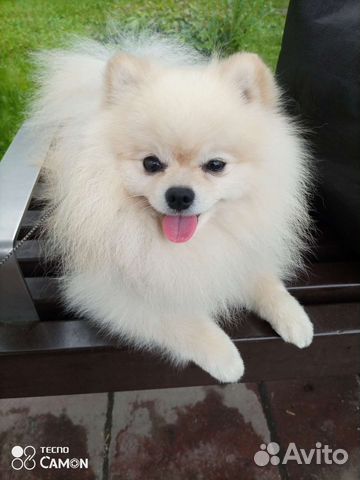 Померанский шпиц вязка