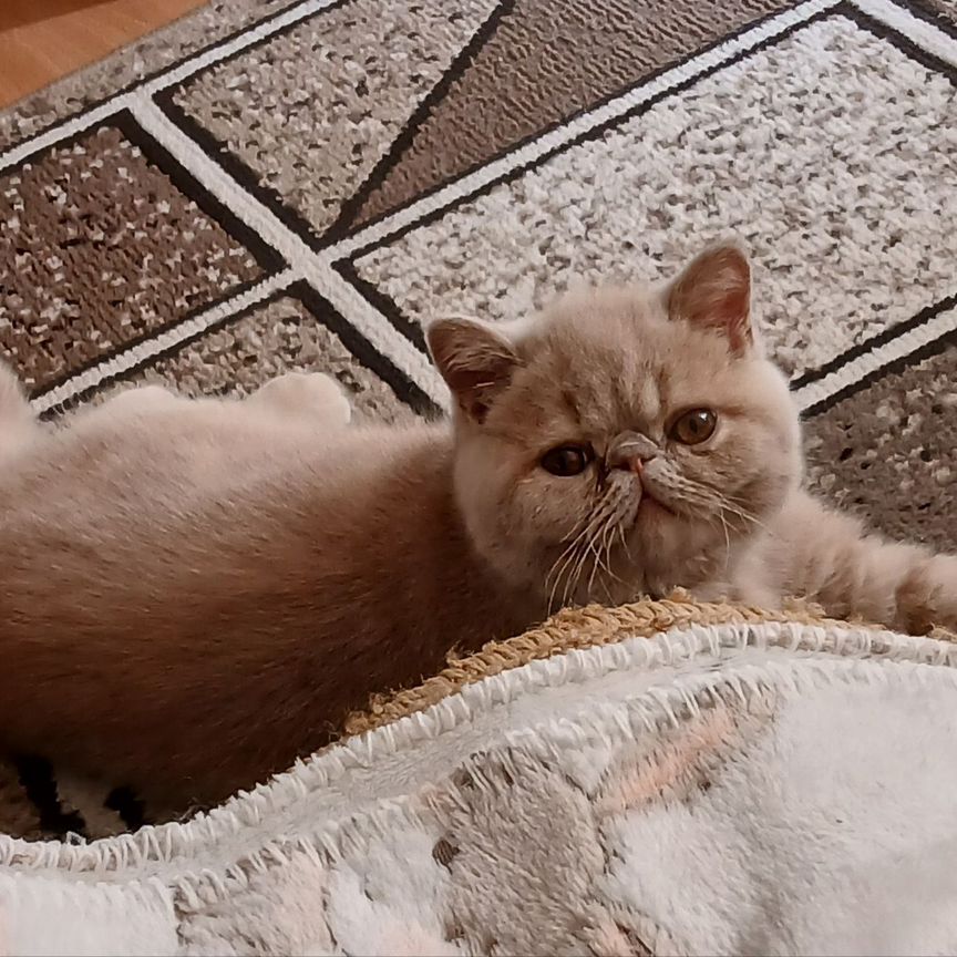 Экзотический котёнок