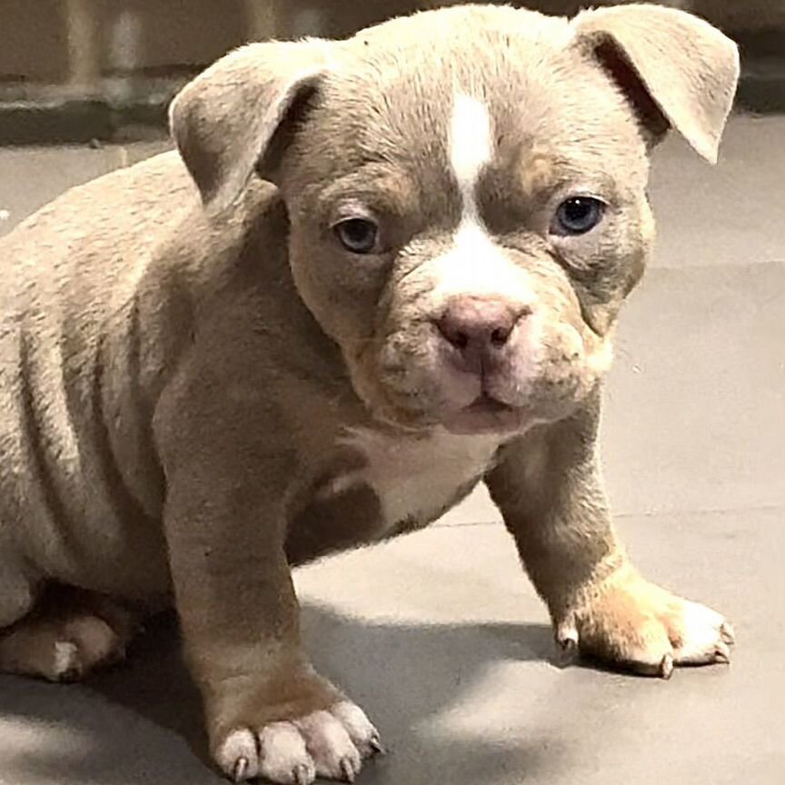 Американский булли шикарные щенки