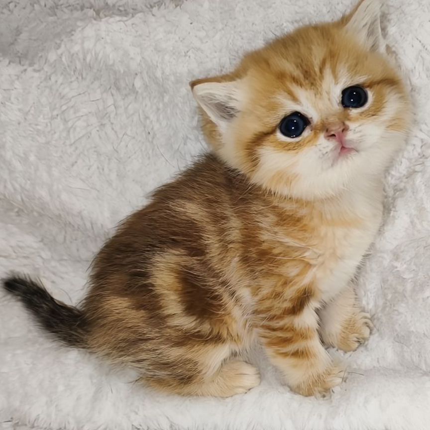 Шотландский прямоухий короткошёрстный котёнок