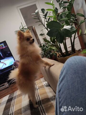 Немецкий шпиц мини вязка