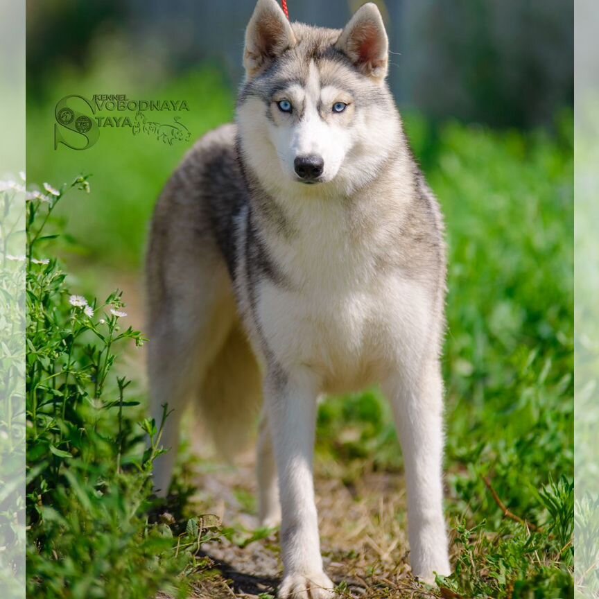 Щенки сибирской хаски из питомника