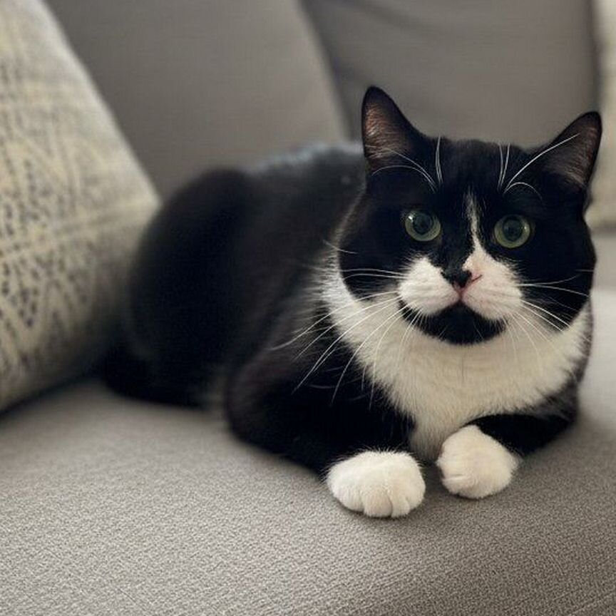 Взрослый кот в добрые руки