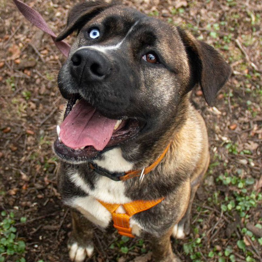 Взрослая собака в добрые руки