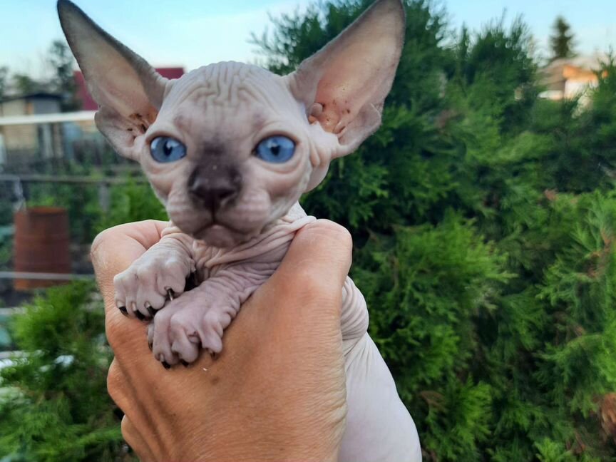 Канадский сфинкс