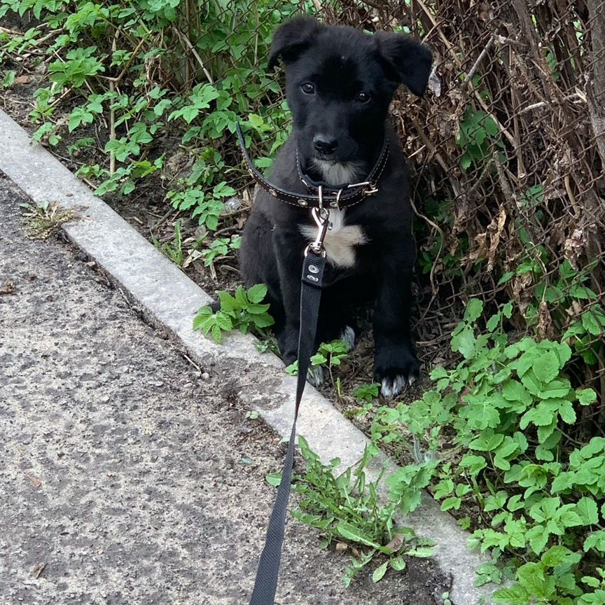 Щенок в добрые руки