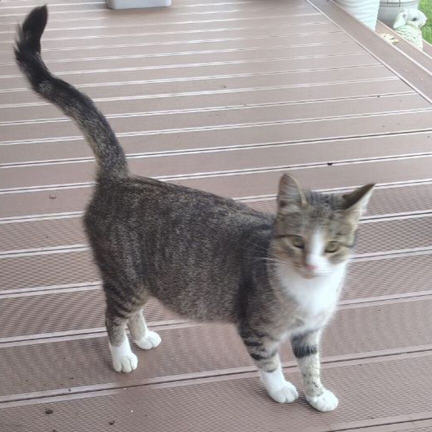 Европейская короткошёрстная, взрослая кошка